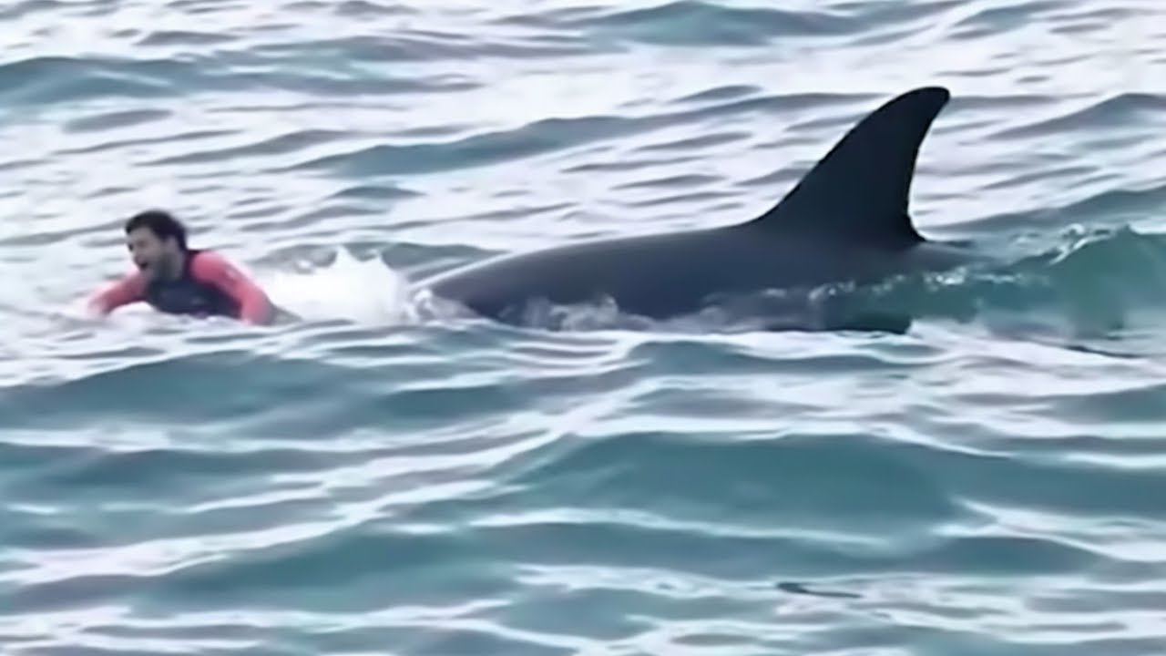 45-Year-Old Man Encounters with Tiger Shark Shark! - YouTube