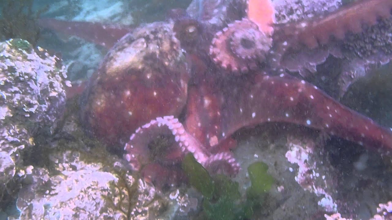 Red Octopus (Octopus rubescens) - YouTube