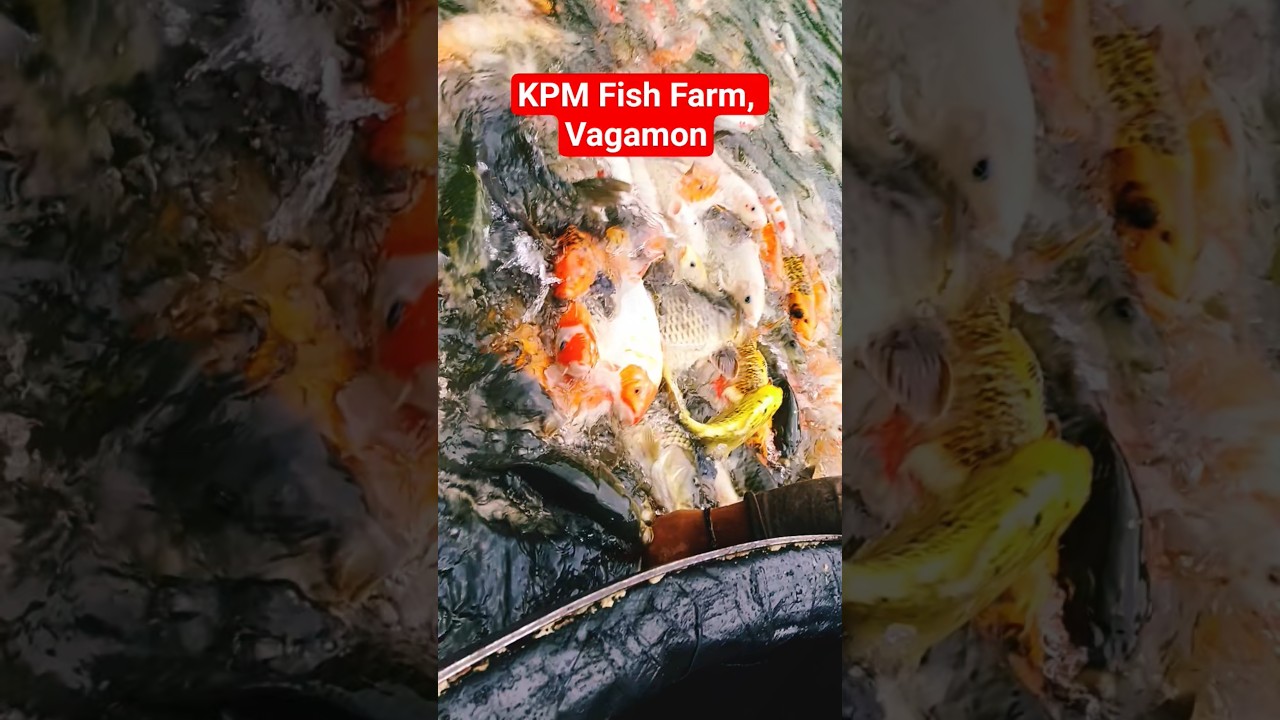KPM FISH FARM || VAGAMON - YouTube