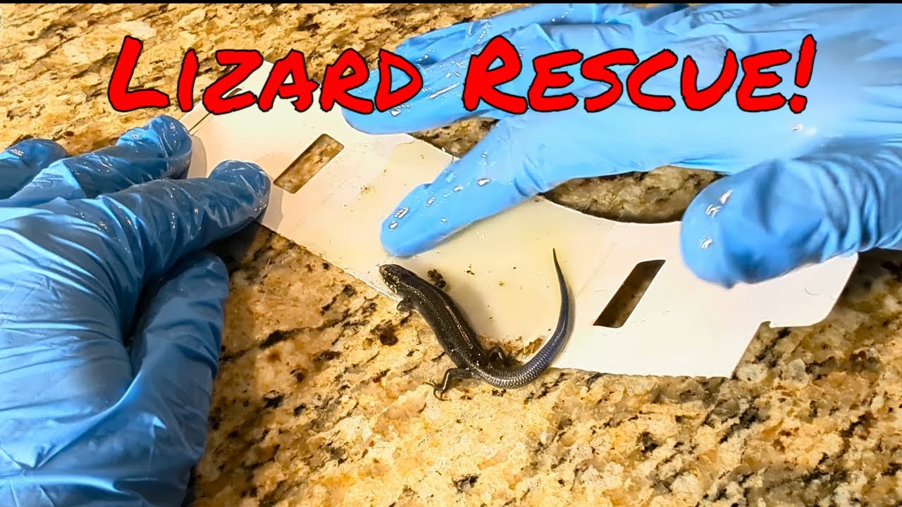 How to Rescue a Lizard, Mouse, or Small Animal from a Glue Trap - YouTube