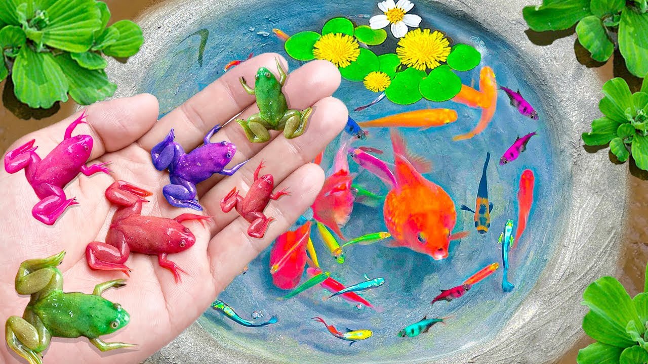 Catch Tiny Ornamental Frogs With Fancy Colors, Ping Pong Pearl Fish ...