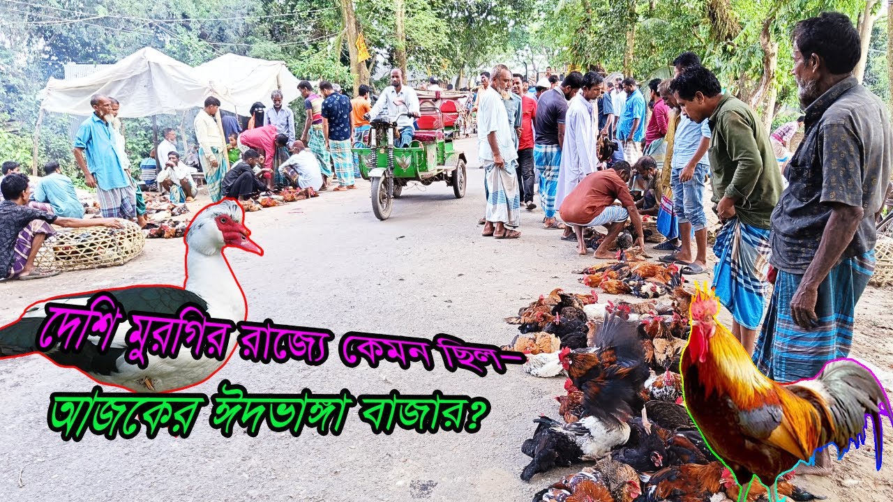 কেমন ছিলো আজকের ঈদভাঙ্গা ধারা হাঁস মুরগির বাজার? Village Duck Chicken ...