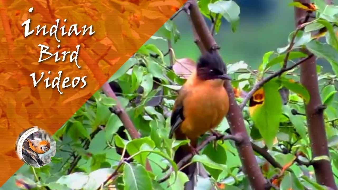 The Rufous Sibia (Heterophasia capistrata) - Indian Bird Videos - YouTube