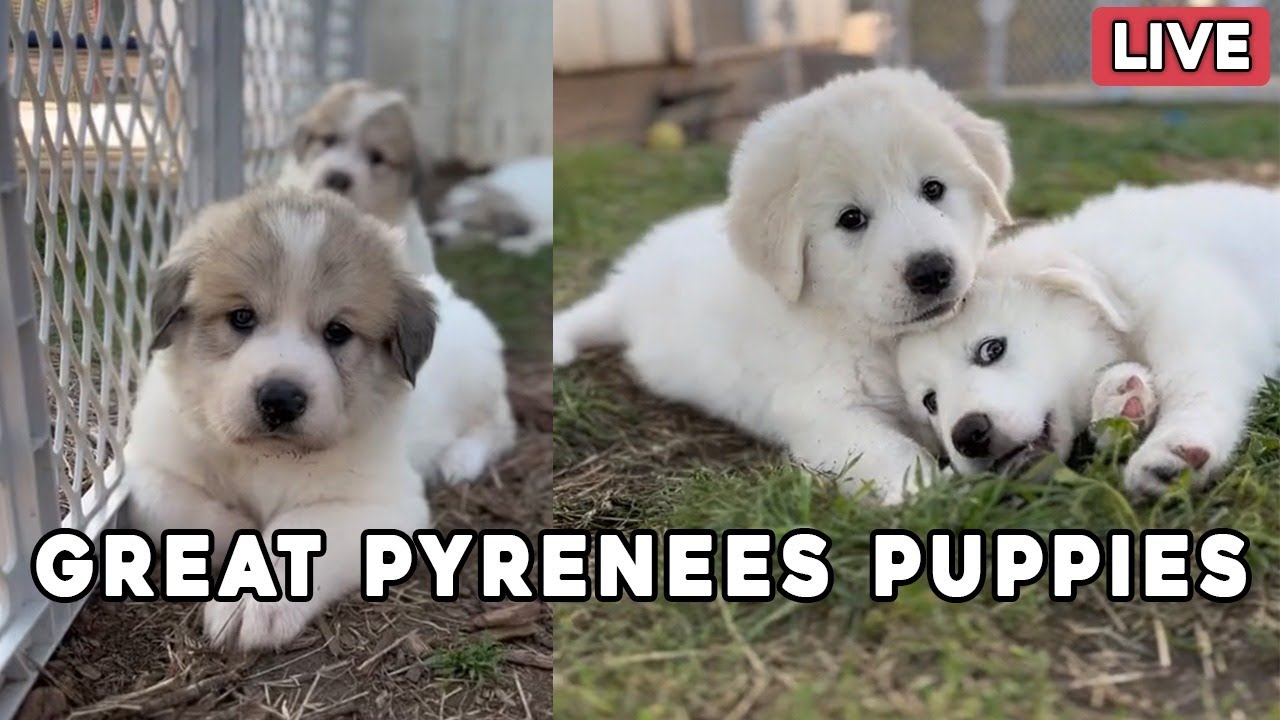 Raising Great Pyrenees Puppies