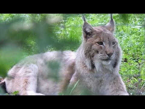 Rare Himalayan Lynx, one of the wild cat species, has been spotted in ...