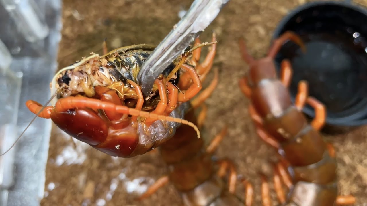 the centipede is still fierce, and the appetite of other ferocious pets ...