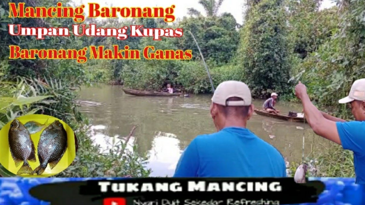 Mancing Baronang Umpan Udang Kupas Baronang Makin Ganas ...