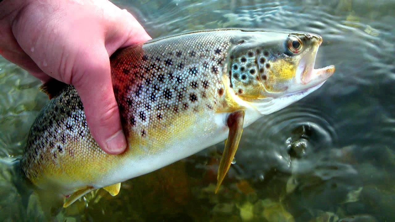 trout fishing book trout fishing ireland trout fishing lures - YouTube