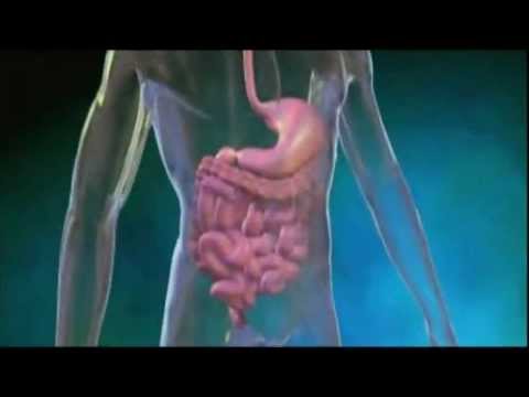 Endoscopy animation.mp4 - YouTube