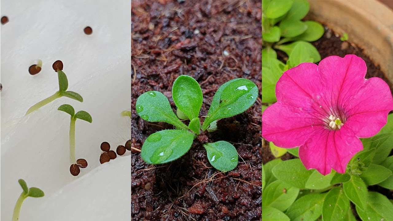 Petunia flower | How to grow petunias from seeds - YouTube