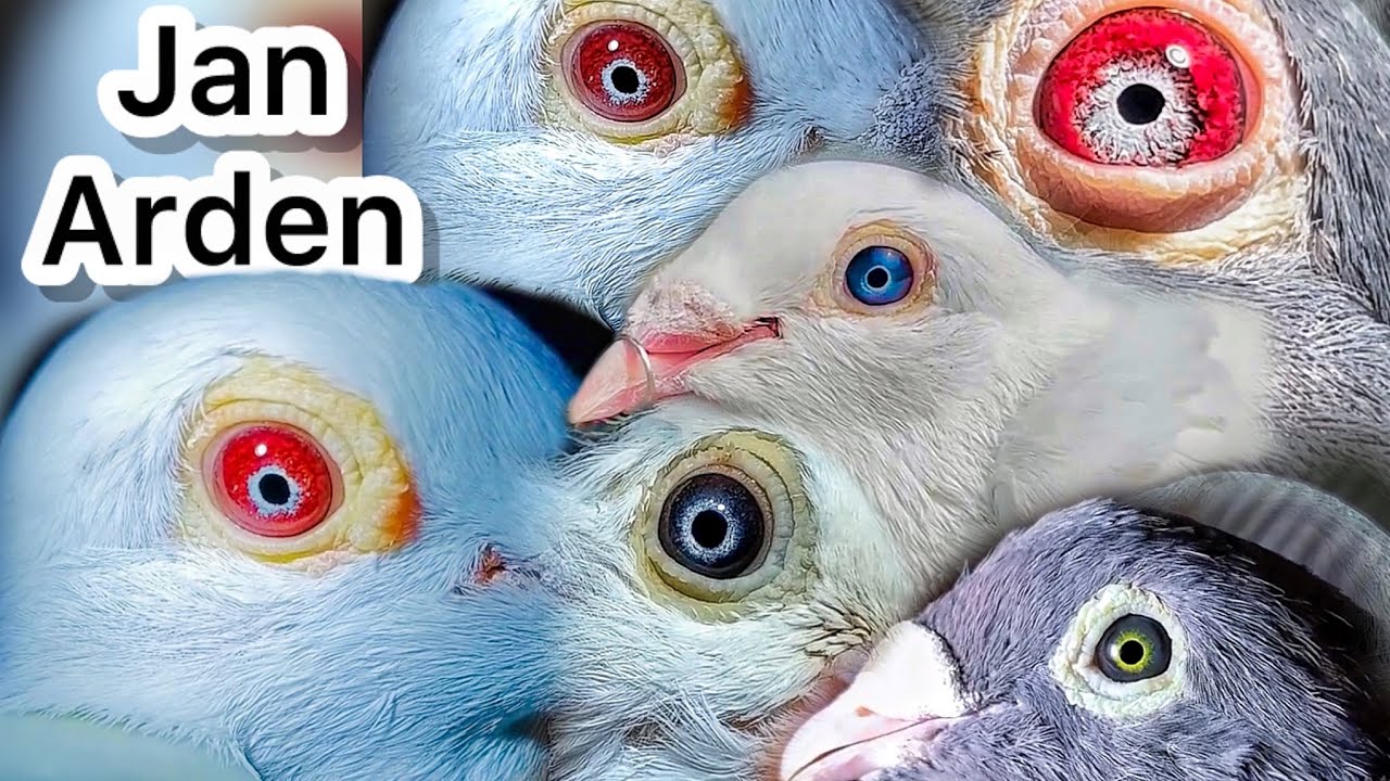 Jan Arden Pigeon Information . - YouTube