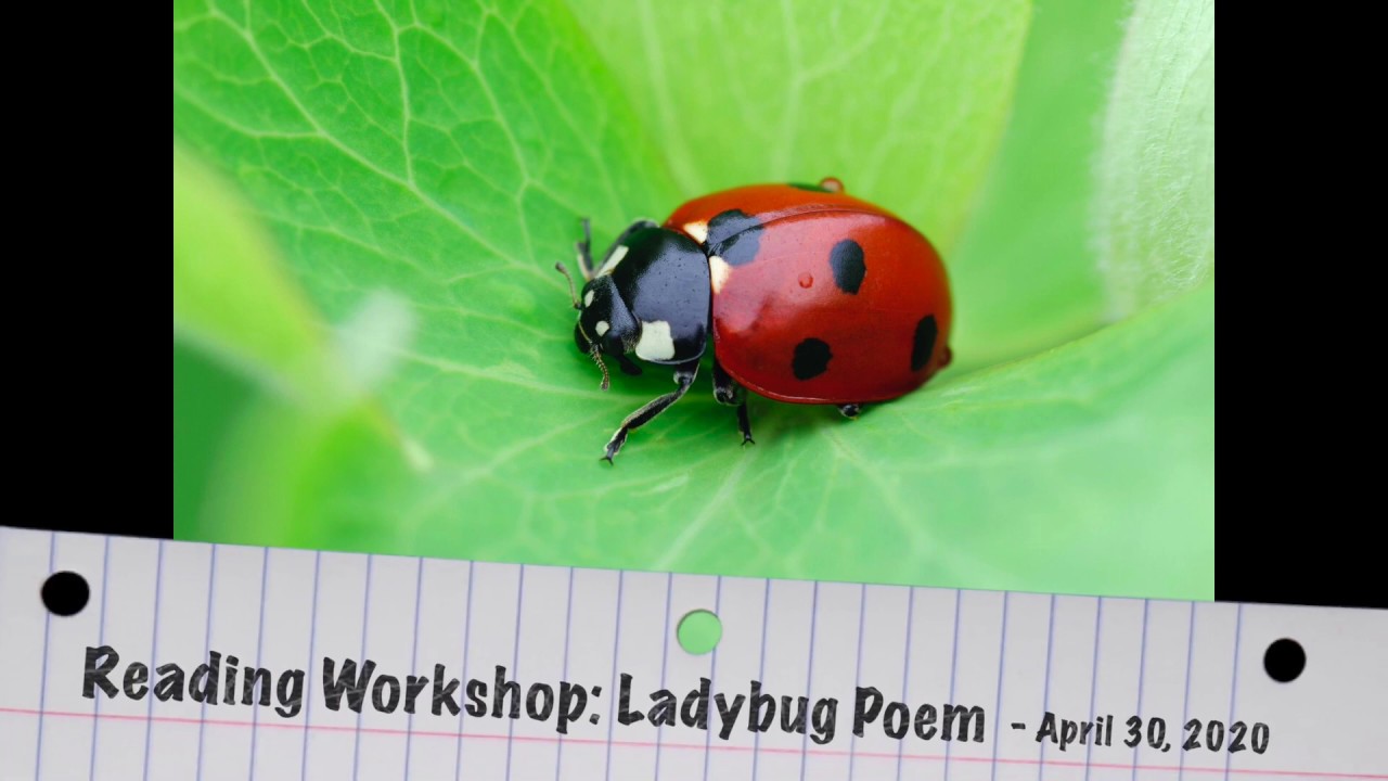 Reading Workshop: Ladybug Poem (April 30, 2020) - YouTube