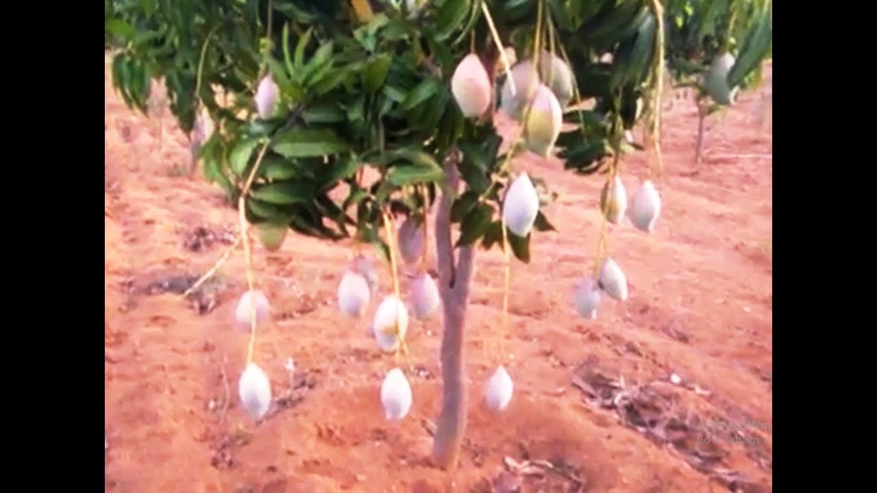 100+ mango in small tree ,organically cultivated mangoes - YouTube