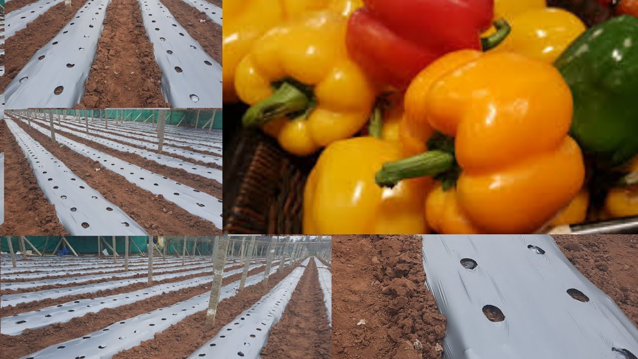 Capcicum cultivation in open field/capcicum cultivation guide and tips ...