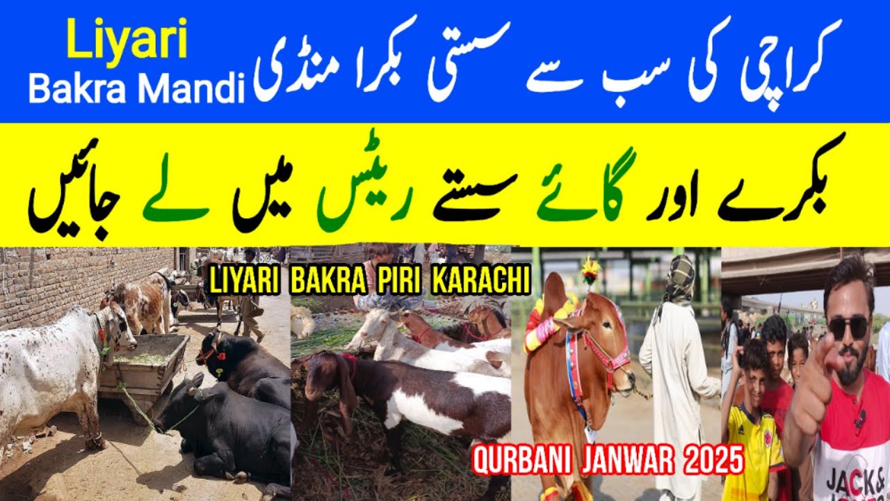 Karachi Cow Mandi 2025 | Sasti Liyari Bakra Mandi | Cheapest Castle ...
