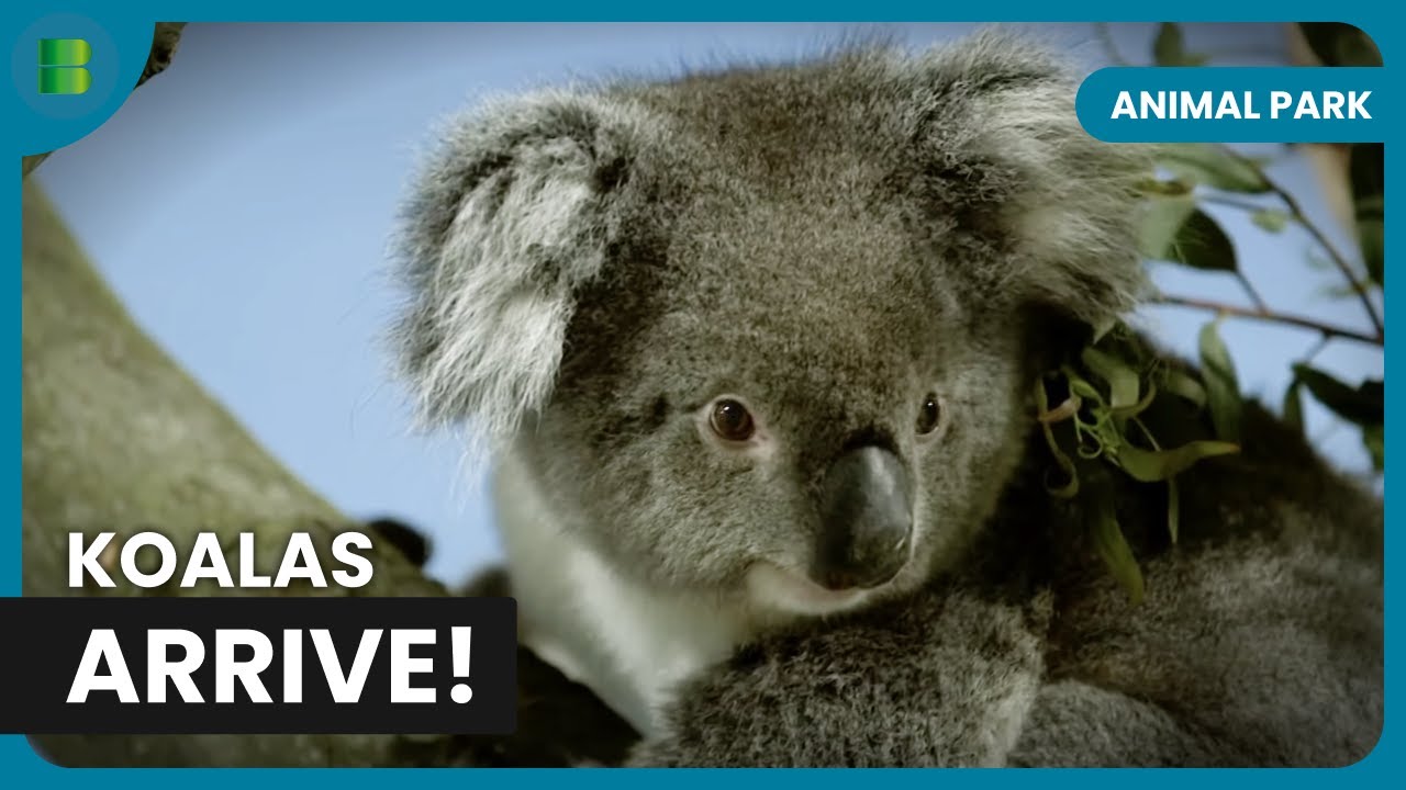 Koalas Arrive After 15,000 km Journey - Animal Park - Documentary - YouTube