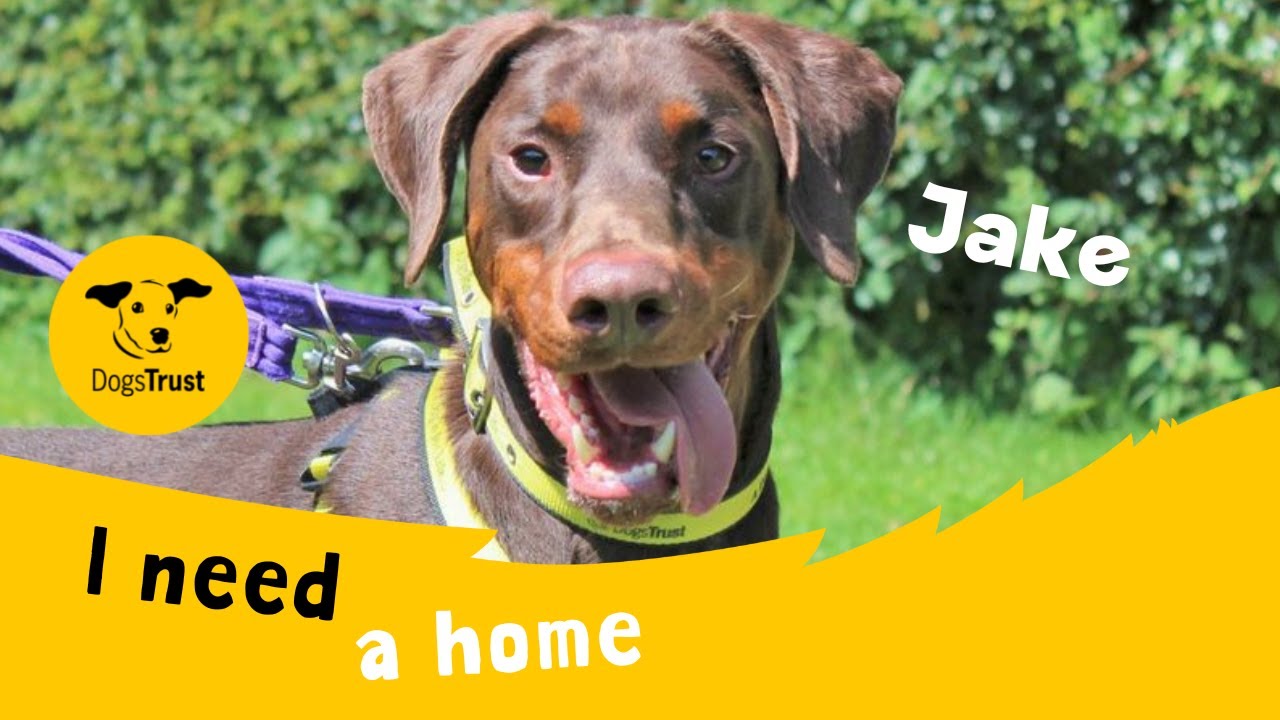 Jake the dashing Doberman | Dogs Trust Kenilworth - YouTube