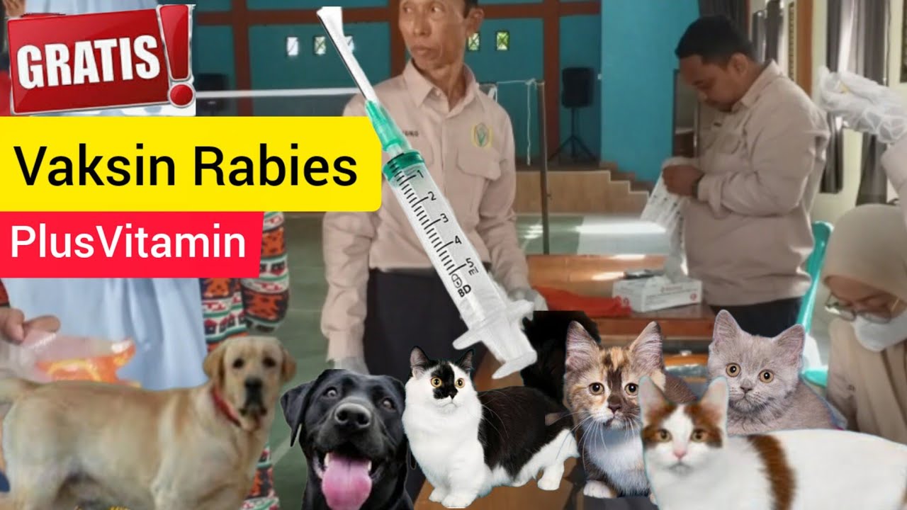 Suntik Vaksin Rabies & Vitamin Gratis di Desa ku ||Khusus hewan ...