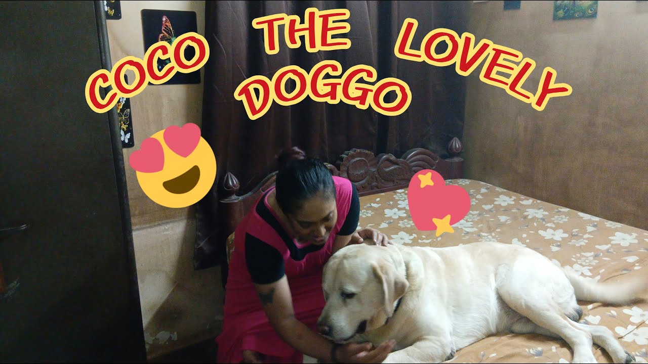 COCO, ANGEL, & MUM HAVE A GREAT TIME TOGETHER 🐕‍🦺 ️👩‍🦰 ️🐩| ENJOY THE ...