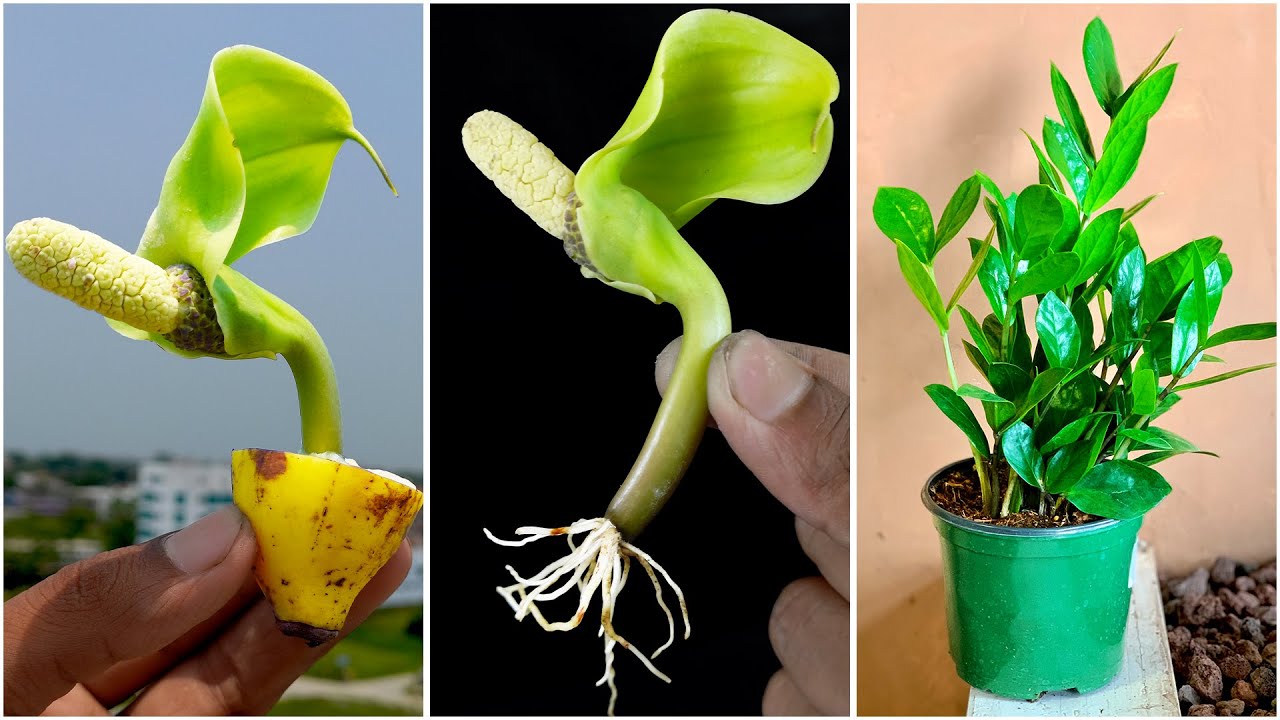 Amazing idea for grow ZZ plant at home from bud || The way to grow home ...