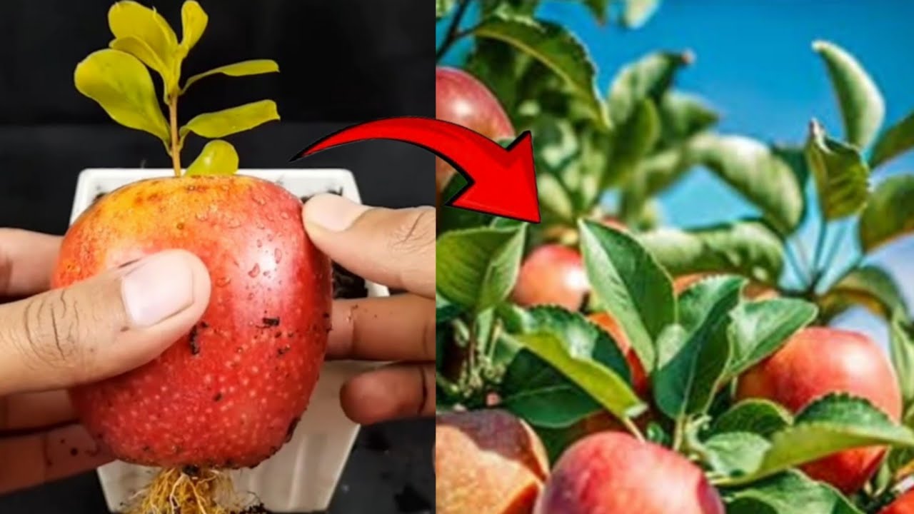 Grow Apple Tree from Apple at Home || Step-by-step guide - YouTube