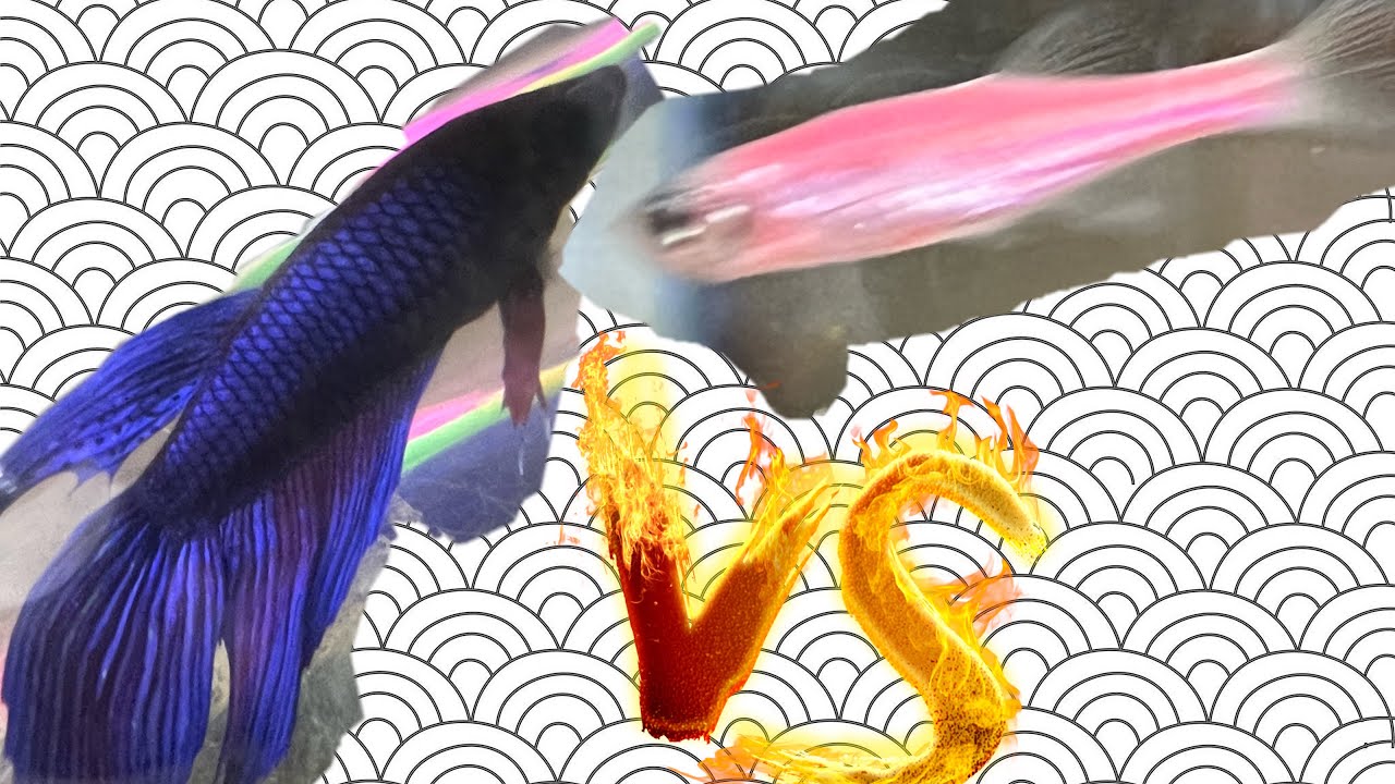 Fish fight 🐠 part 1 - YouTube