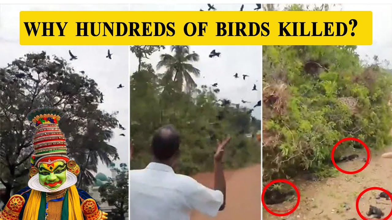 Why Hundreds Of Birds Killed - YouTube