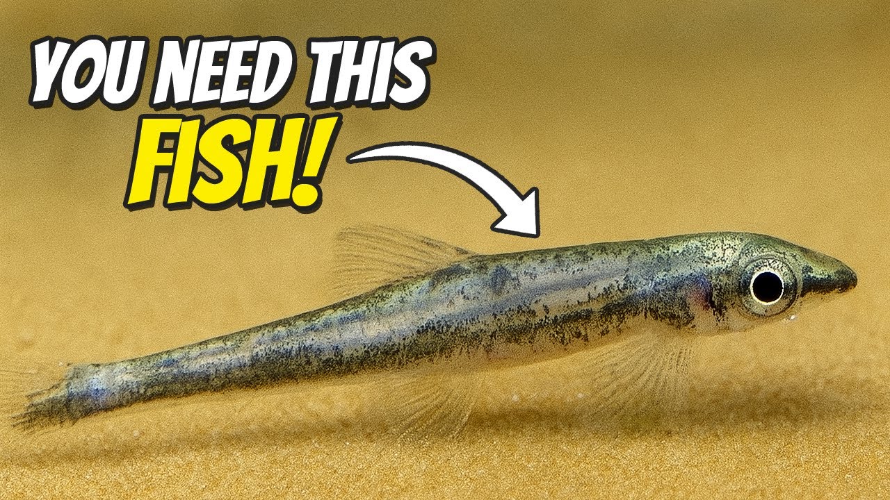 Psilorhynchus Sucatio: The Ultimate Guide to Indian Algae Eater Fish ...