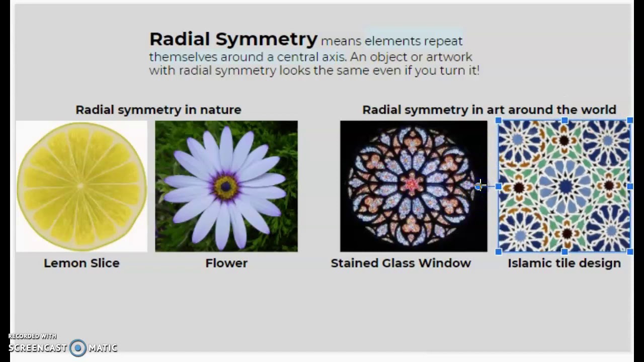 Radial Symmetry In Nature