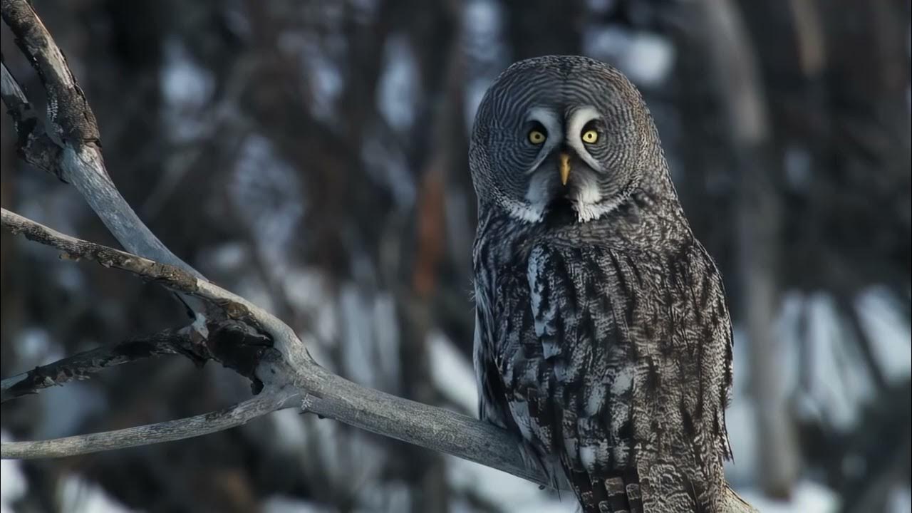 Wild Scandinavia: Fire and Ice PREVIEW - YouTube