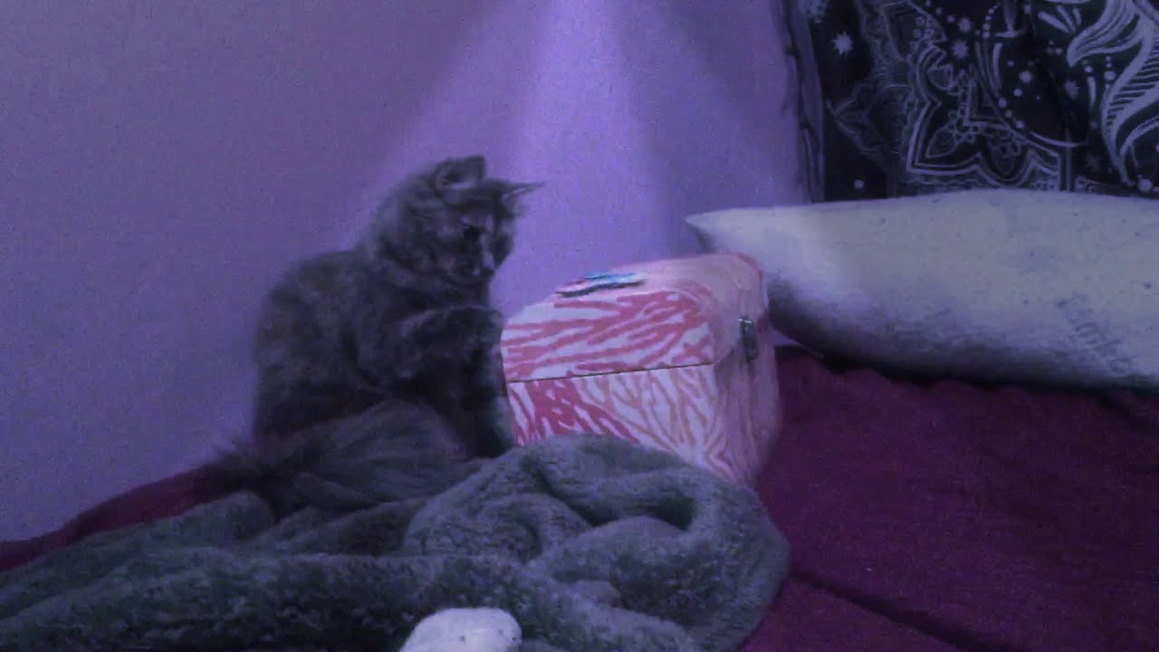 Fidget spinner cat!? - YouTube
