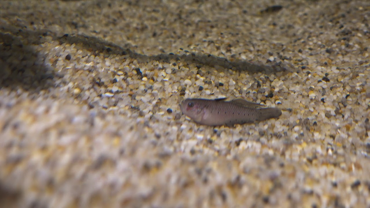 Goby fish Stigmatogobius pleurostigma in fish tank 4k video | Free ...