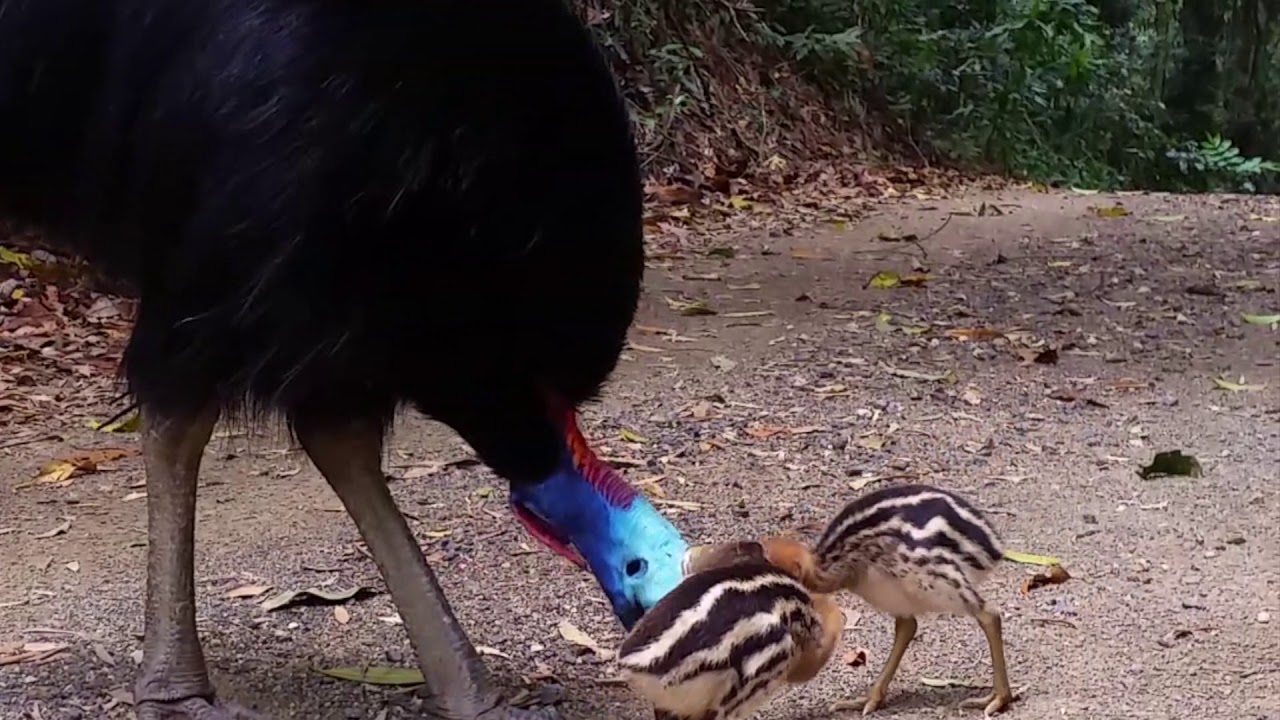 Cassowary & babies eating roadkill - YouTube