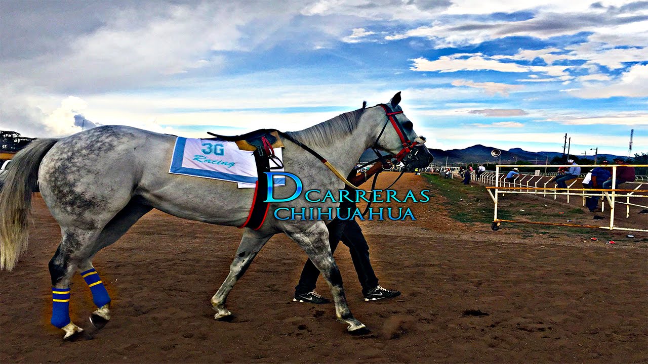 "El Moro Consentido" | Alto Blindaje | Corridos de Caballos | 2016 ...