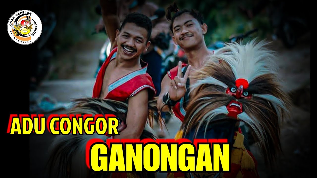 Adu Congor GANONGAN || Pongge Angga || Bersih Desa Miricinde 2023 - YouTube