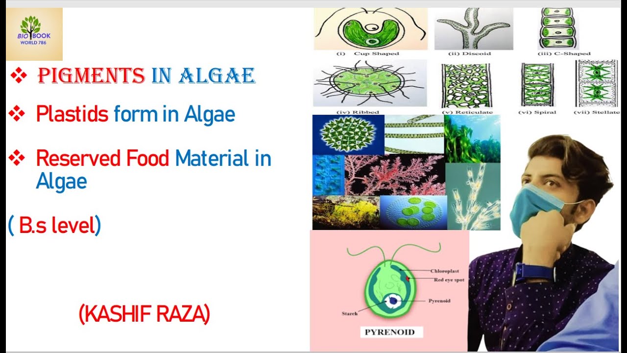 Pigments in algae | Plastids form | Reserve food materials | Pyrenoids ...