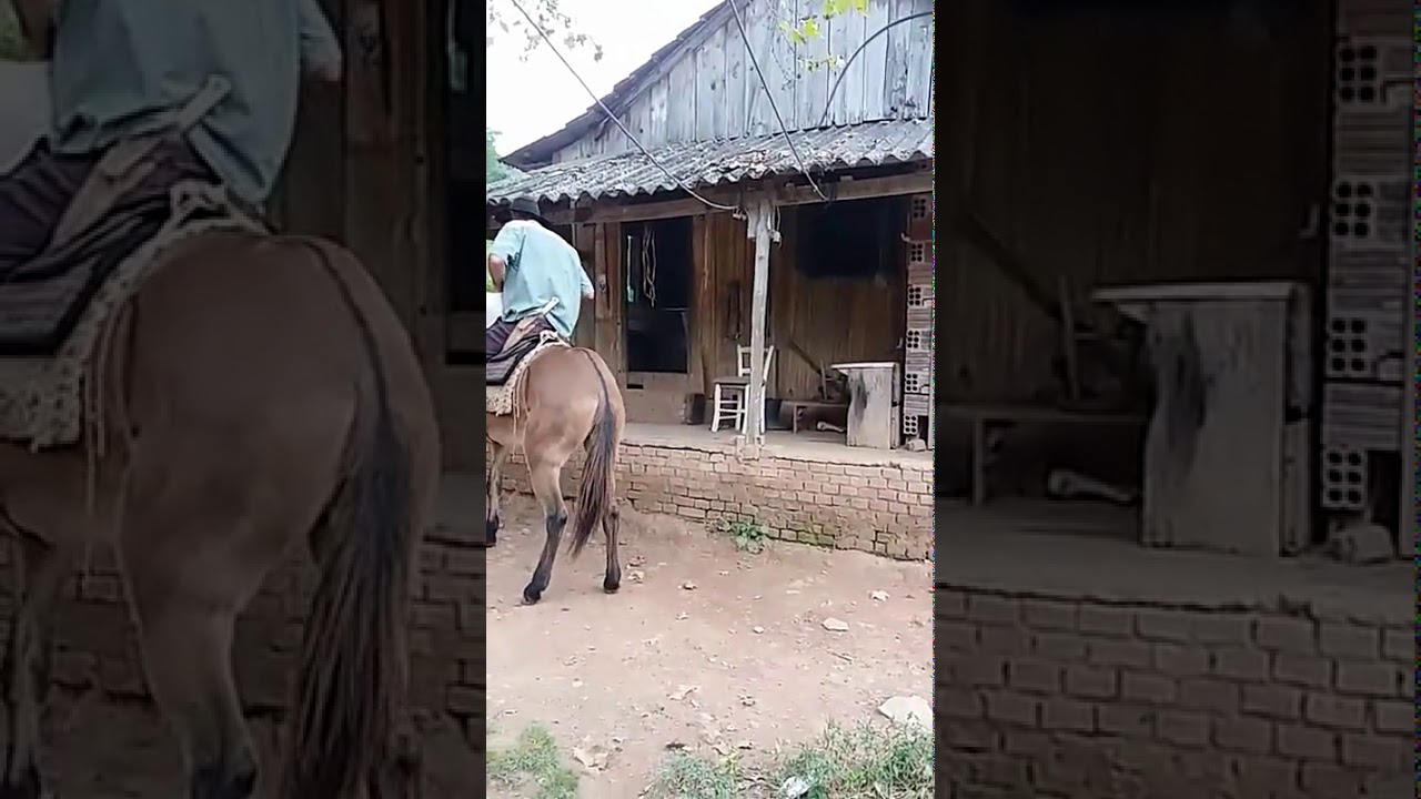 vídeo engraçado para rir muito caindo de um burro - YouTube
