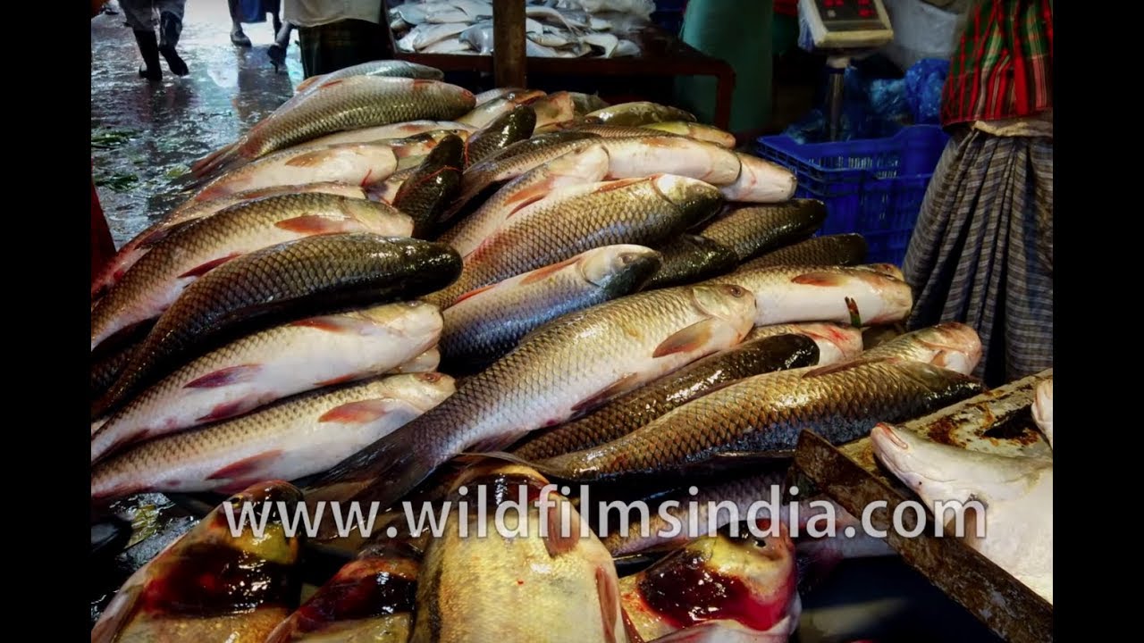 Knife fish to Bengal Boal - Seafood in Bangladesh - YouTube