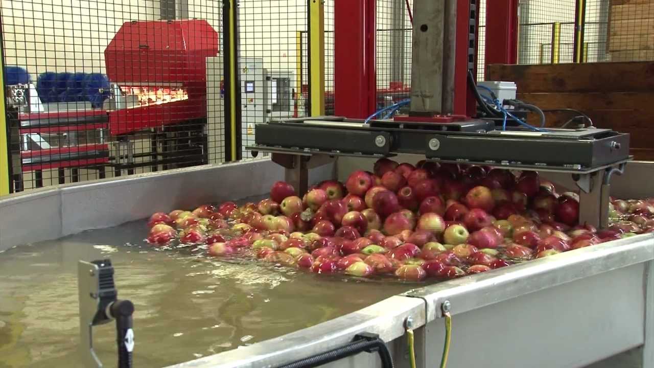 Sorter - six lines machine for apples - YouTube