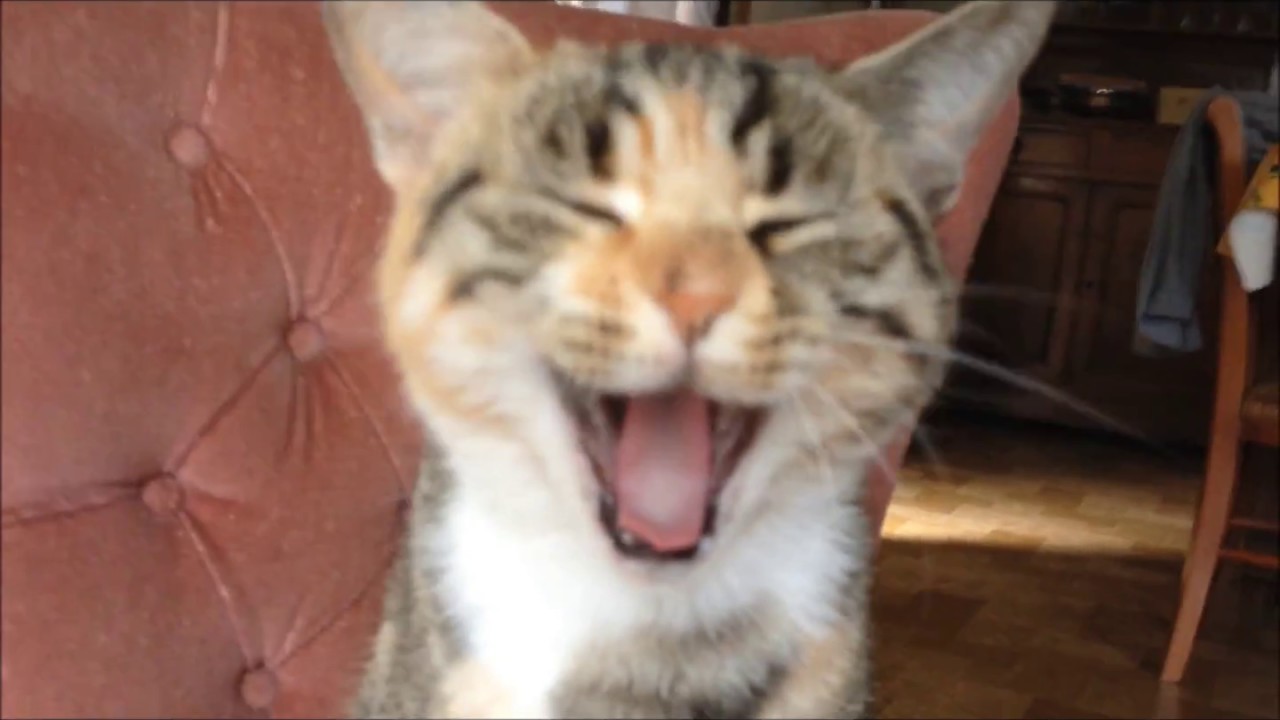 Cats and Dog Close-Up With a Wide-Angle Lens - YouTube