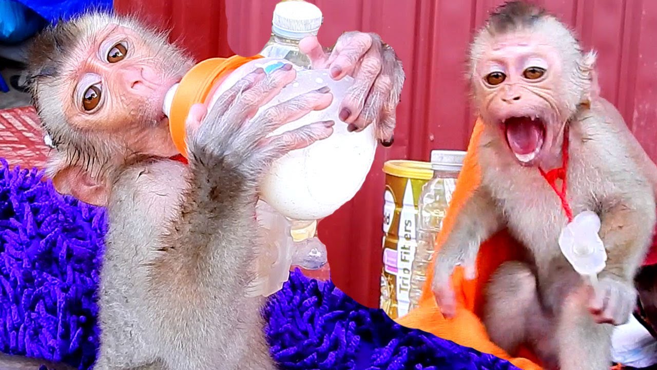 Before Elly can taking her milk, She show to her mom about how she ...