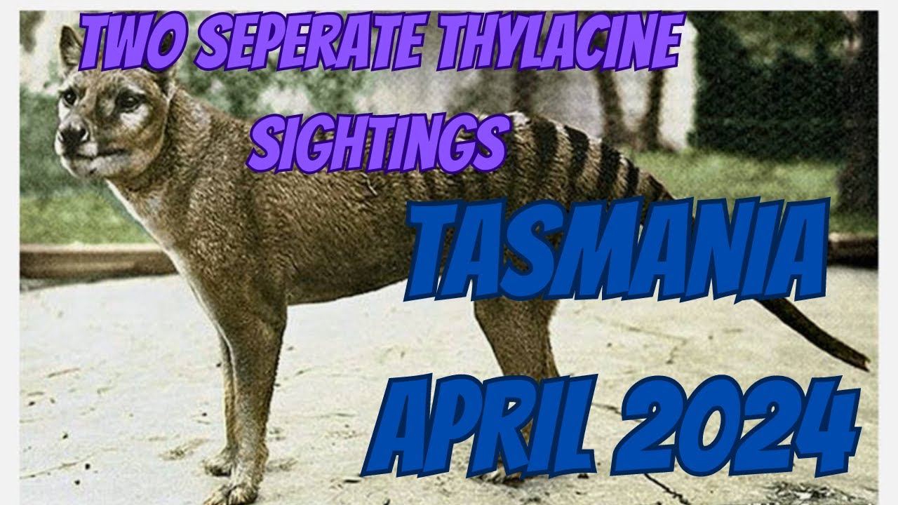 Tasmanian Tiger Sightings Map Tasmanian Tiger Sightings: Man Releases