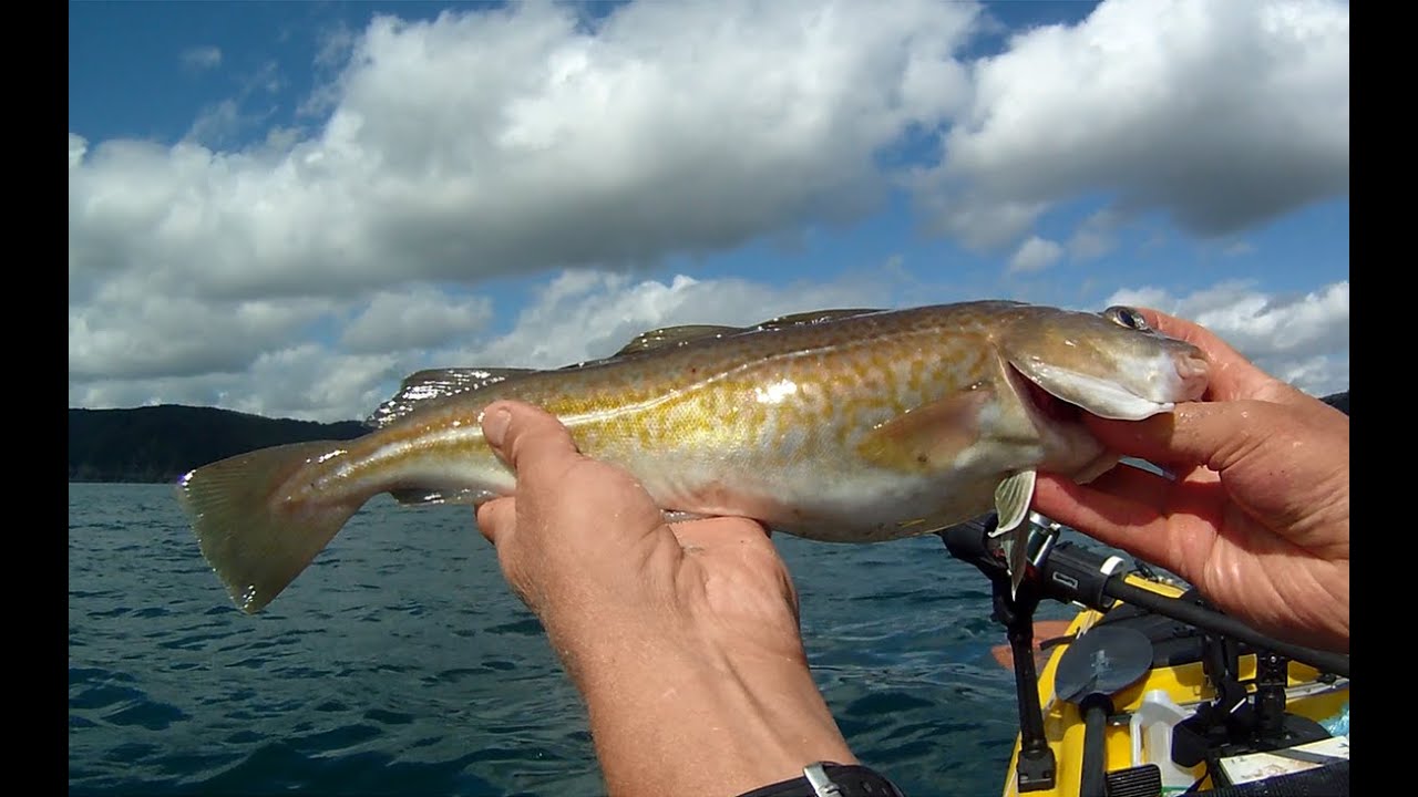 Kayak Fishing - The Unexpected Catch - Targeting Turbot Catching ...