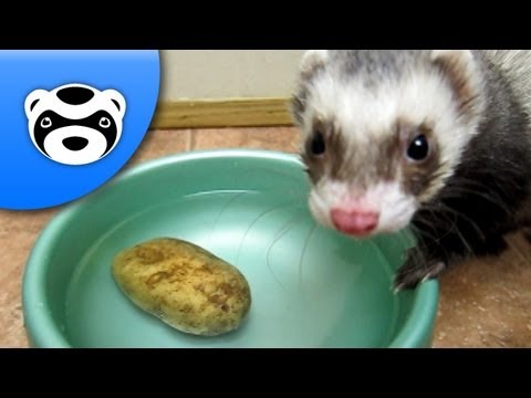 Funny Ferret Steals a Potato - YouTube