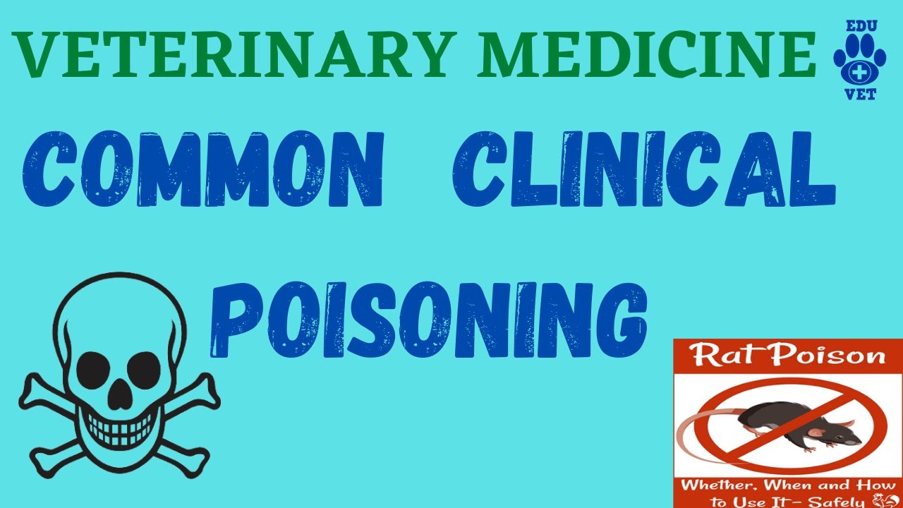 6.VMD - Common Clinical Poisoning - YouTube