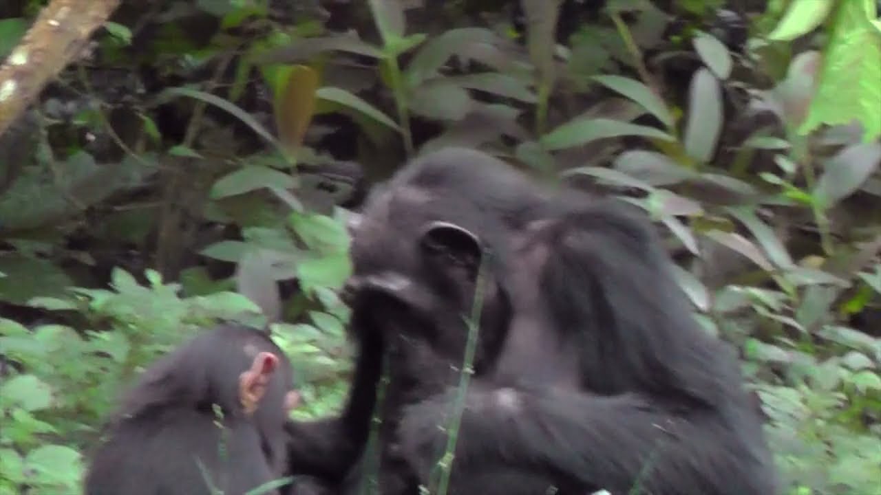 Eastern chimpanzee gesture - Arm raise (Example 2) - YouTube