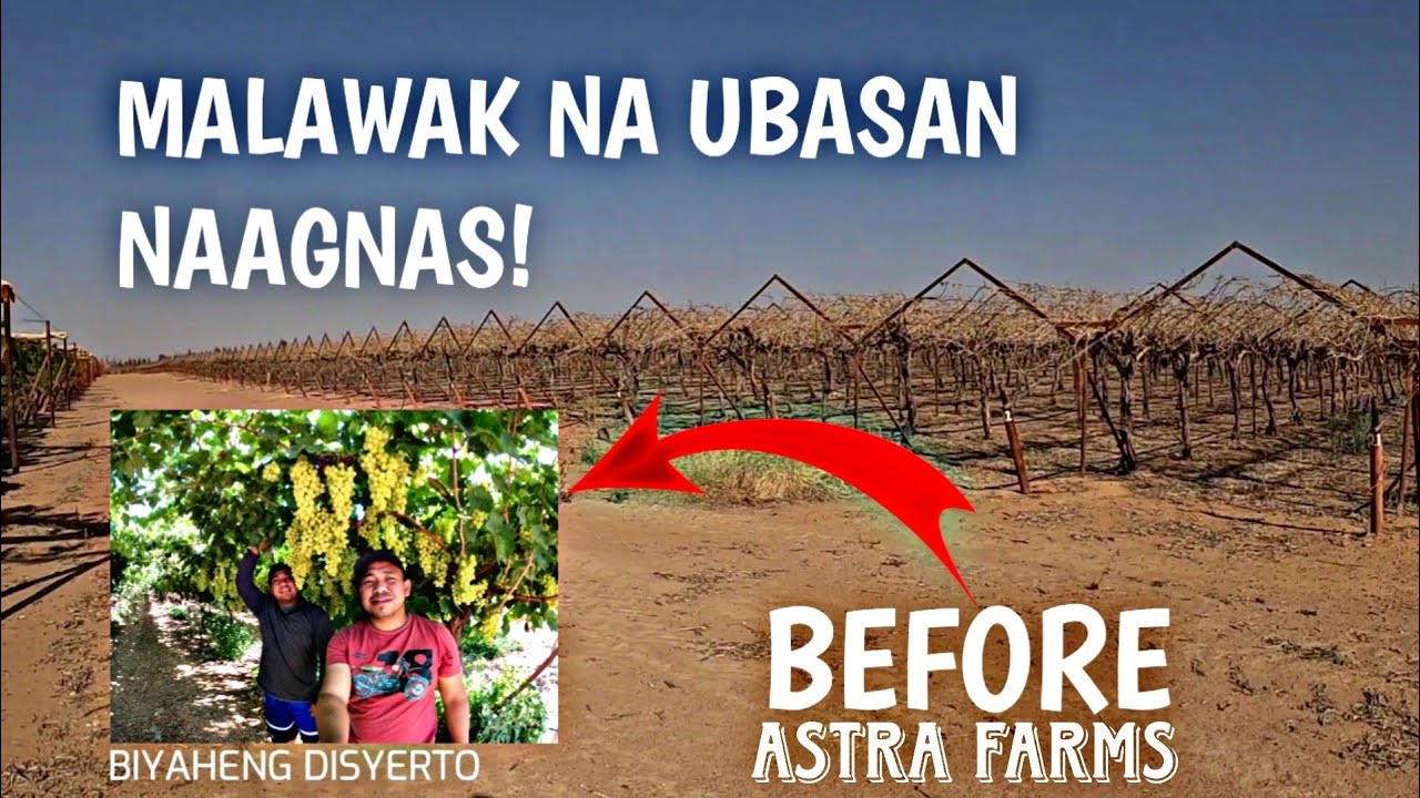 WALA NG PRUTAS|ASTRA FARM TABUK, SAUDI ARABIA |Biyaheng Disyerto - YouTube
