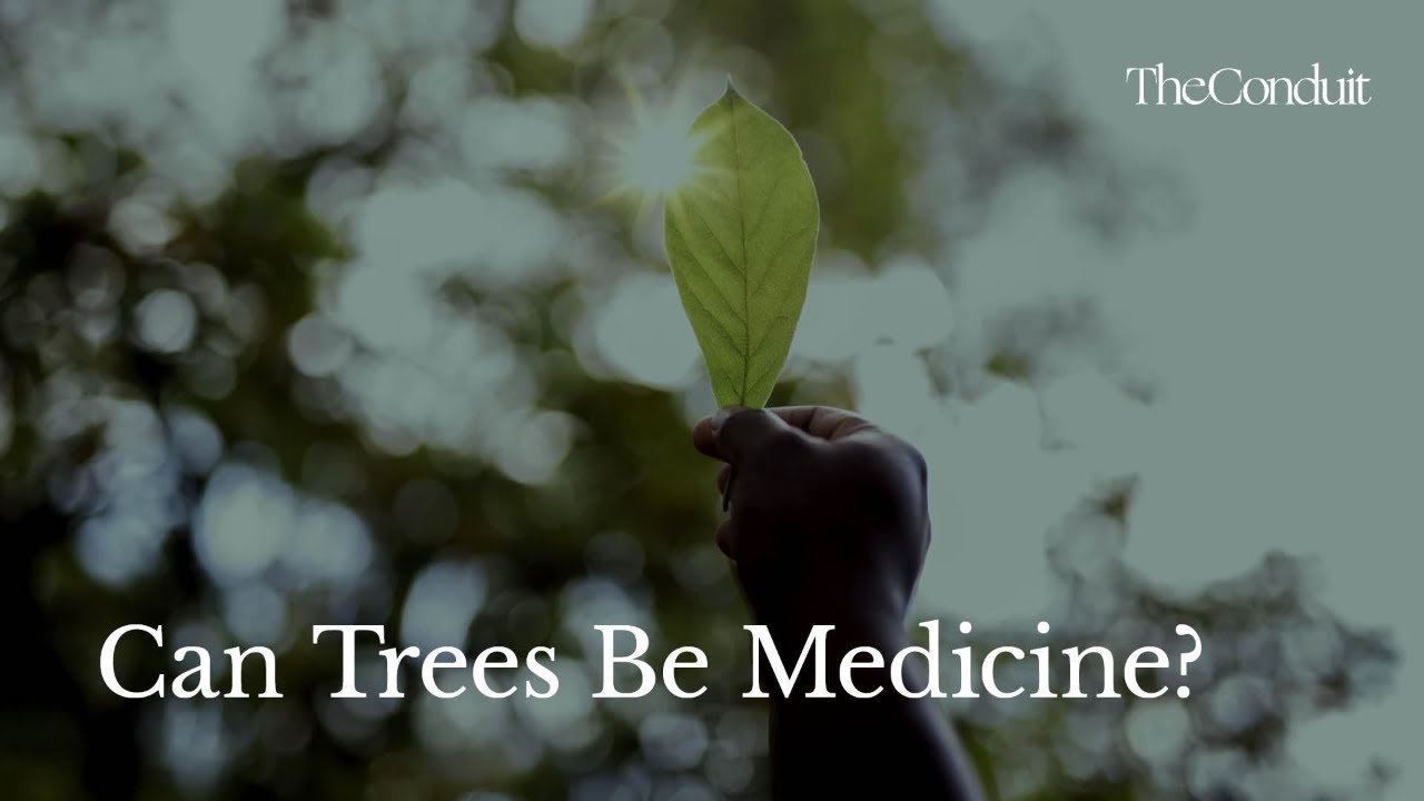 Can Trees Be Medicine? - YouTube