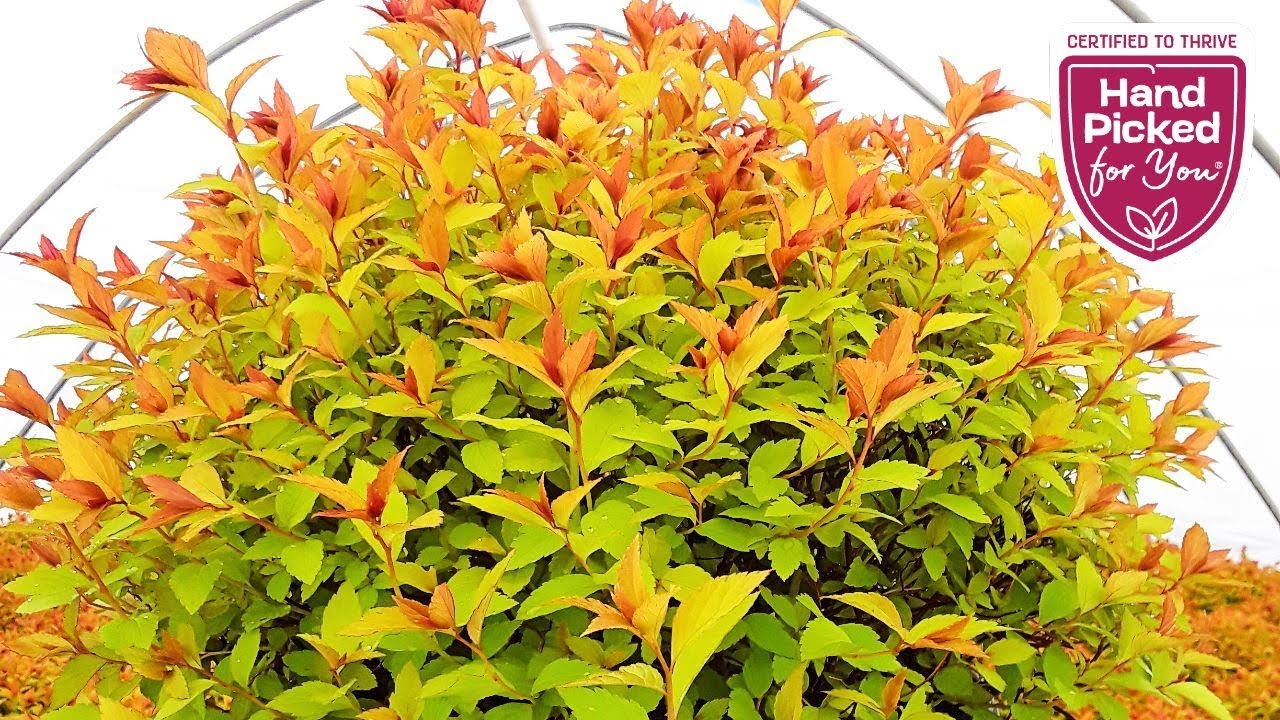 Spiraea Magic Carpet // Hardy, Tough, Resilient, Easy to Grow & Very ...