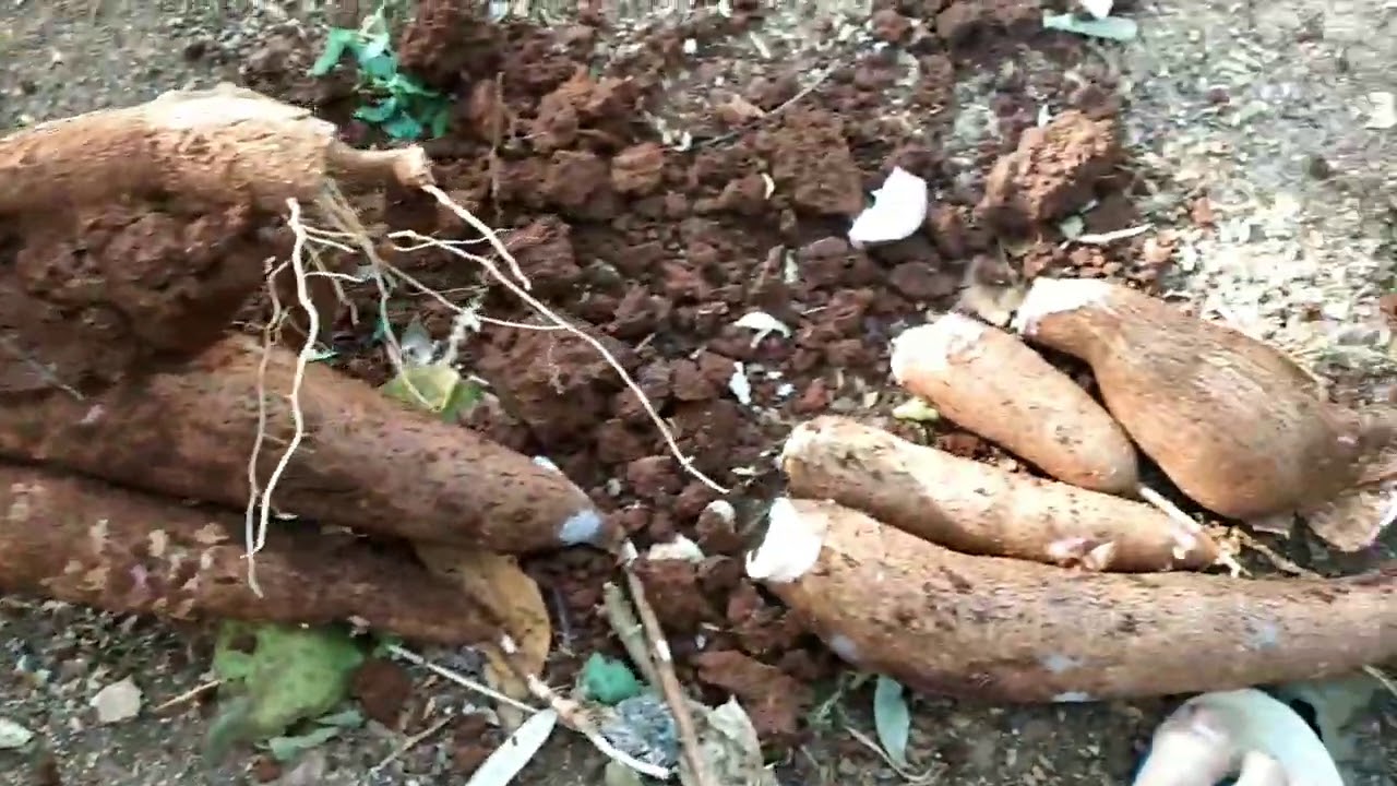 Puhung Bakar - YouTube